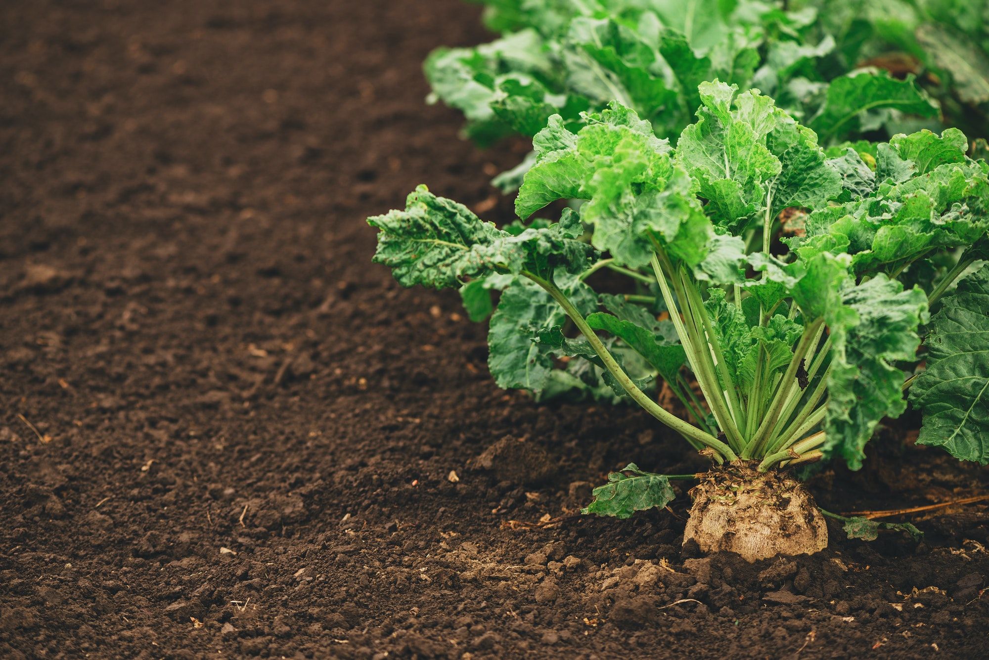 Sugar beet - Агровіт Груп